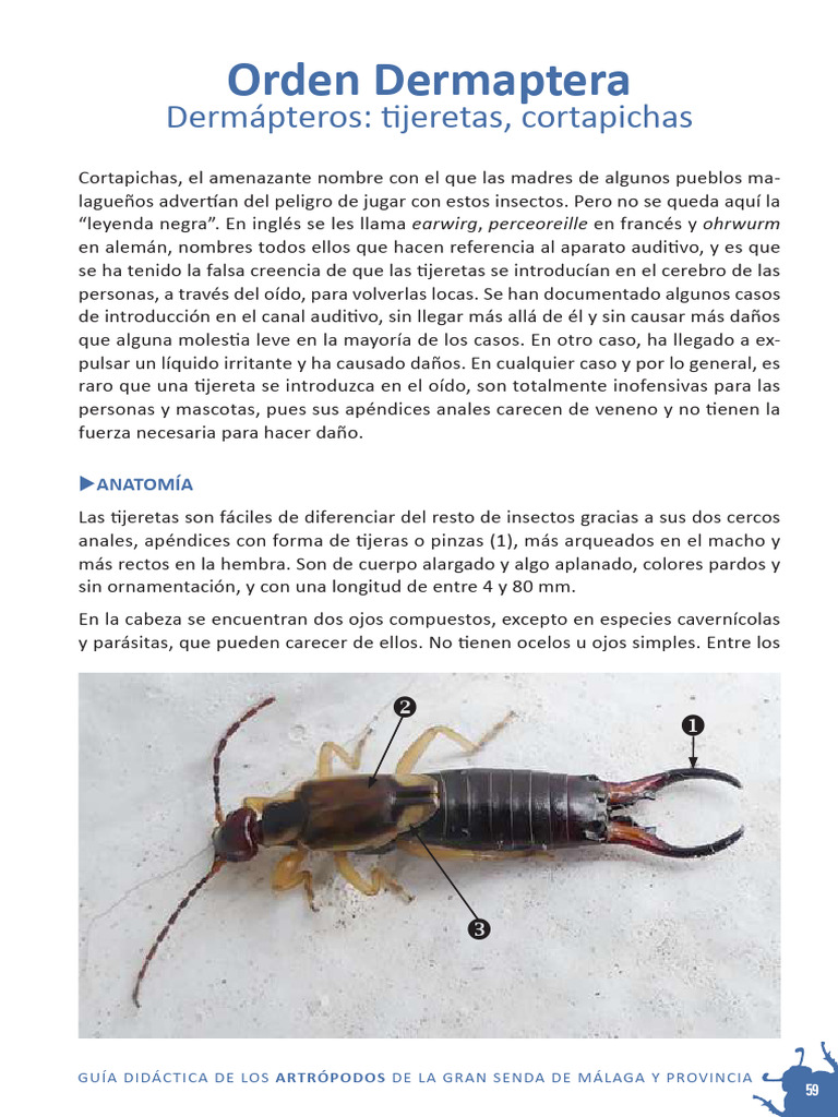 Tijeretas. Cortapichas (Dermapteros) | PDF | Insectos | Zoología