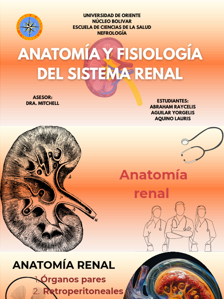 Anatomía y Fisiología Renal | PDF | Riñón | Orina