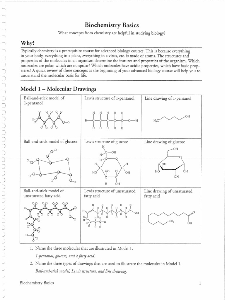1 Biochemistry Basics-Key | PDF