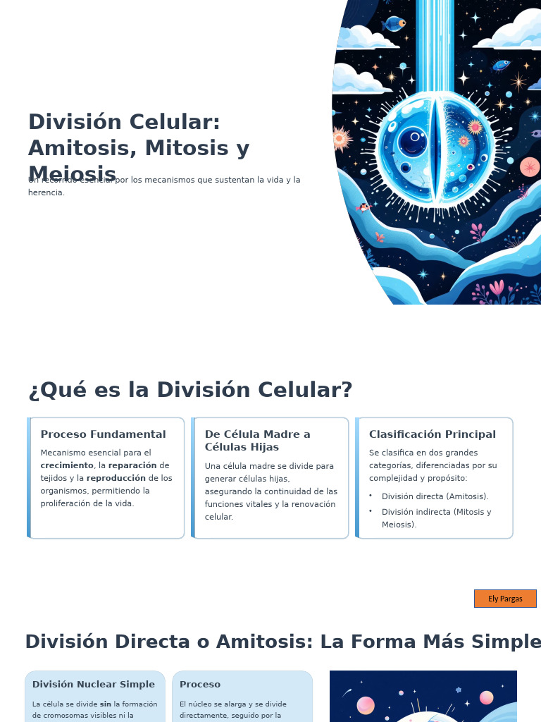 Division Celular Amitosis Mitosis y Meiosis | PDF | Mitosis | Mitosis