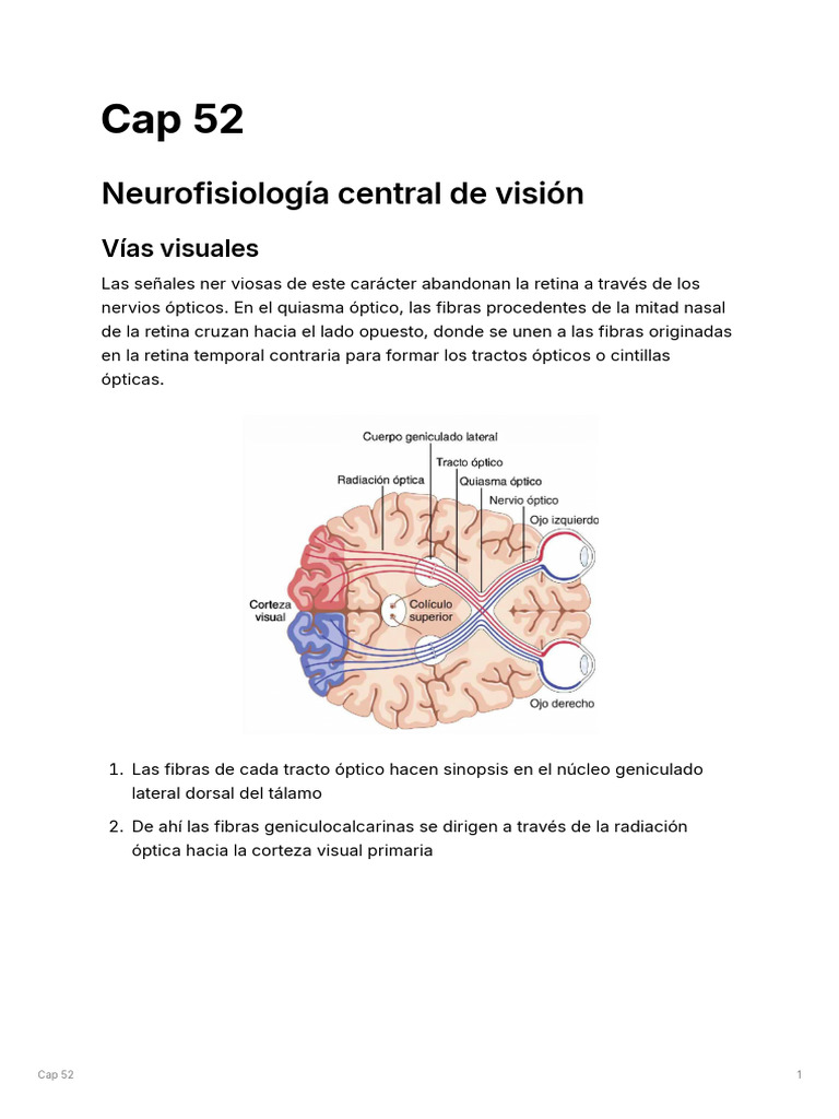 Ojo 3 | PDF | Percepción visual | Corteza visual