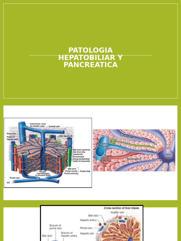 Patología Hepatobiliar y Pancreática | PDF | Bilis | Hepatitis