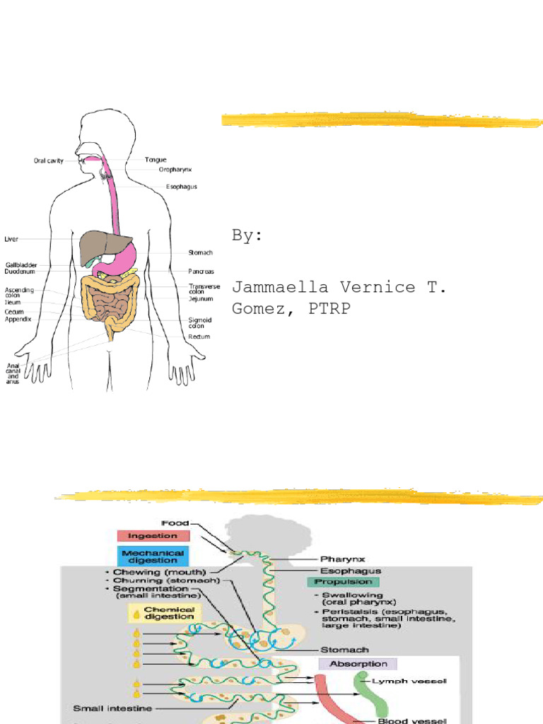 Gastrointestinal Physiology Overview | PDF | Gastrointestinal Tract ...
