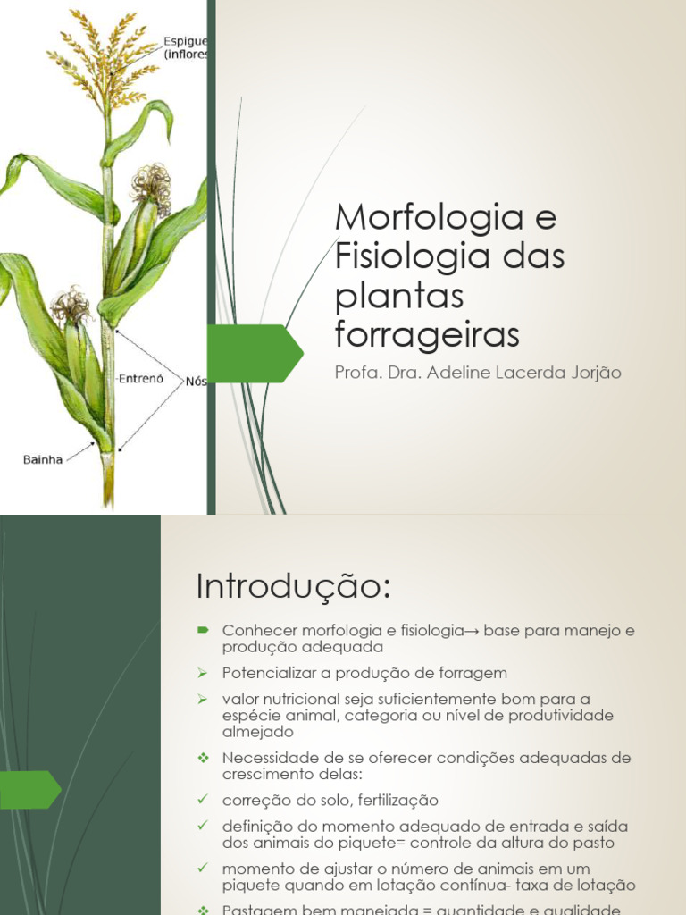 Morfologia e Fisiologia de Forrageiras | PDF | Nutrientes | Dieta e ...