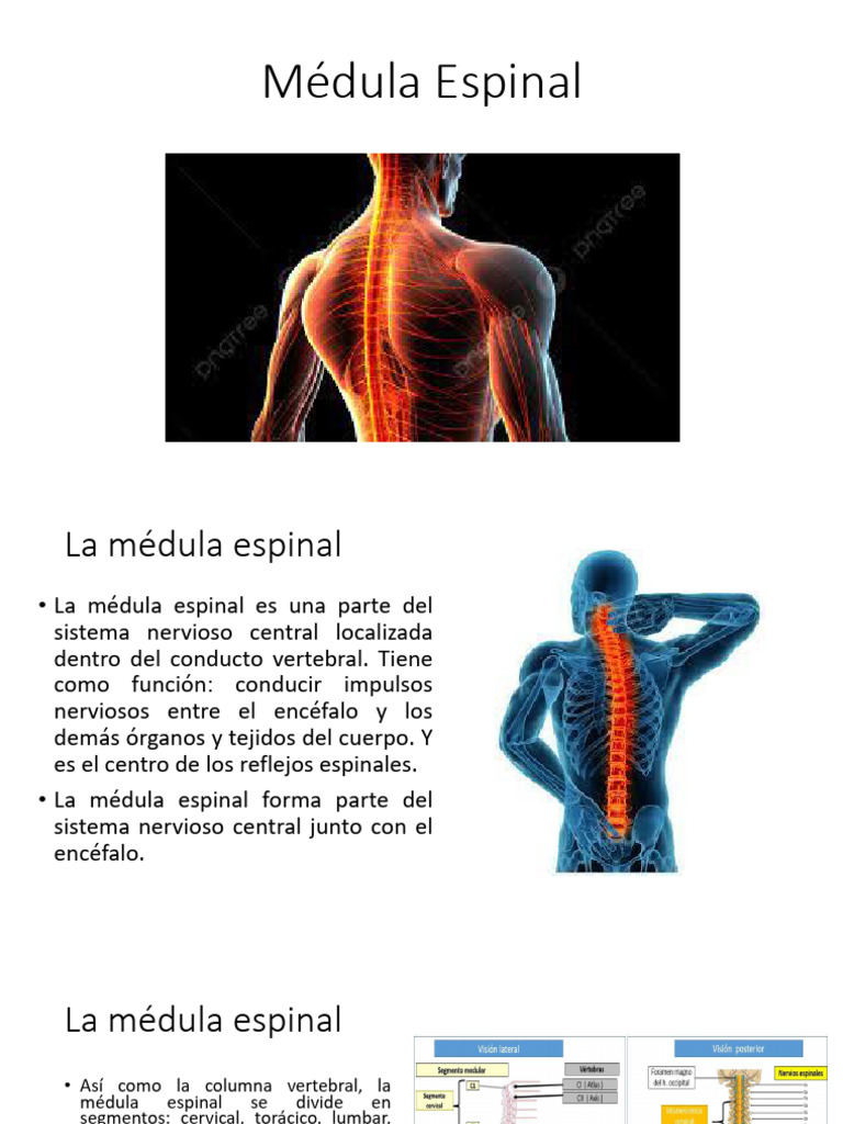 Médula Espinal | PDF | Médula espinal | Neurociencia