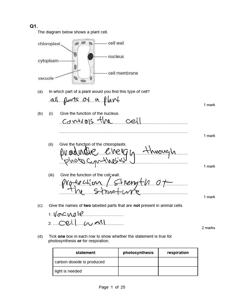 Y7 - Revision - Practice QN - Photosynthesis and Respiration | PDF ...