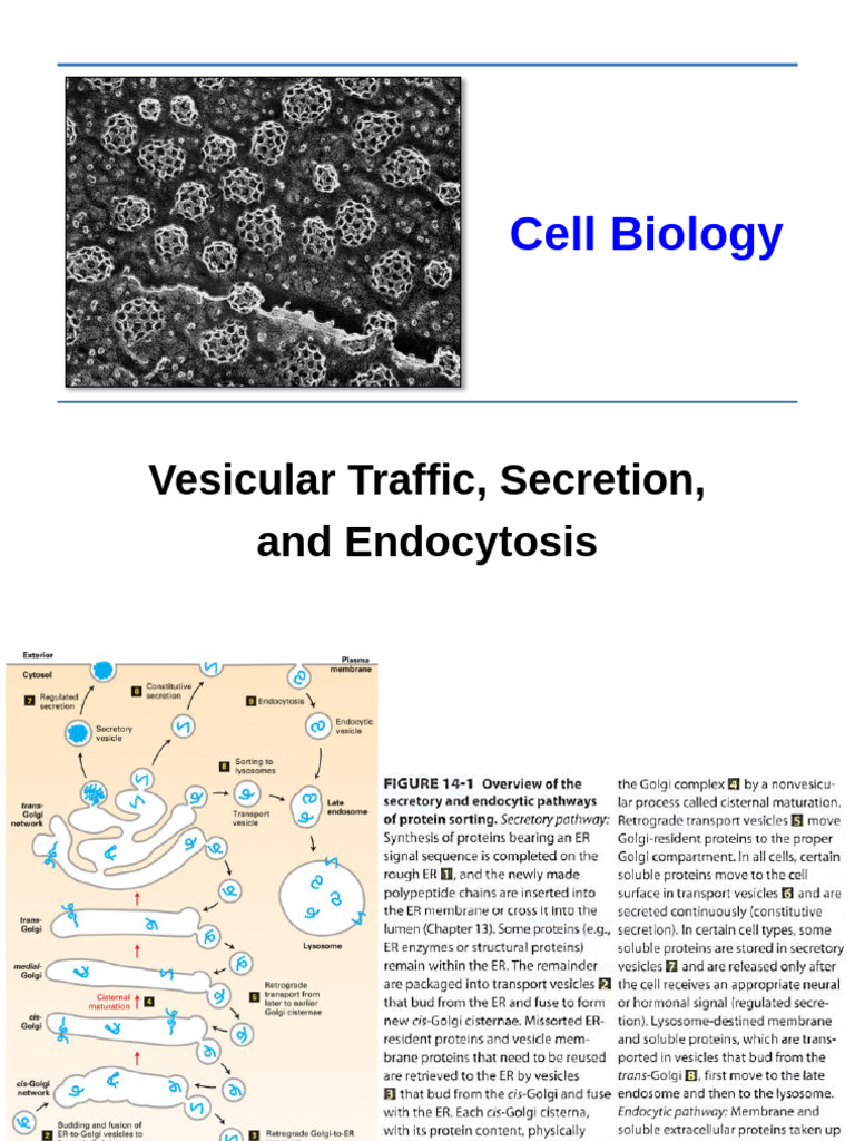 Vesicular Traffic, Secretion - Endocytosis | PDF | Vesicle (Biology And ...