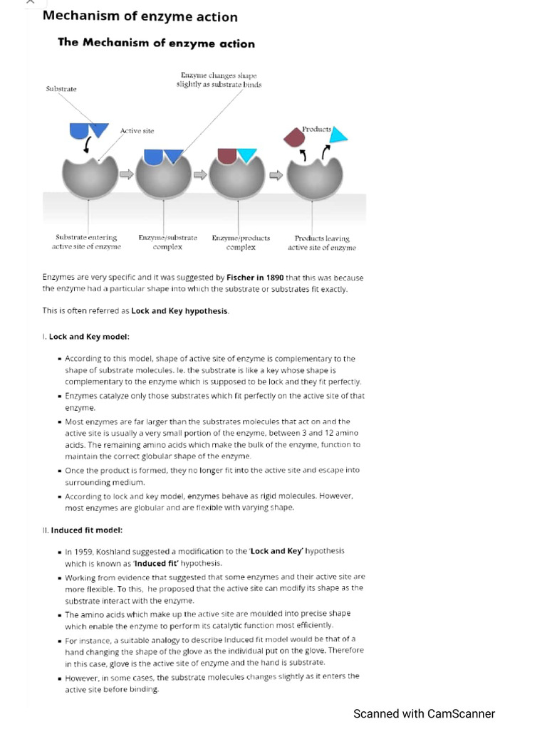 Mechanism of Enzyme Activity | PDF