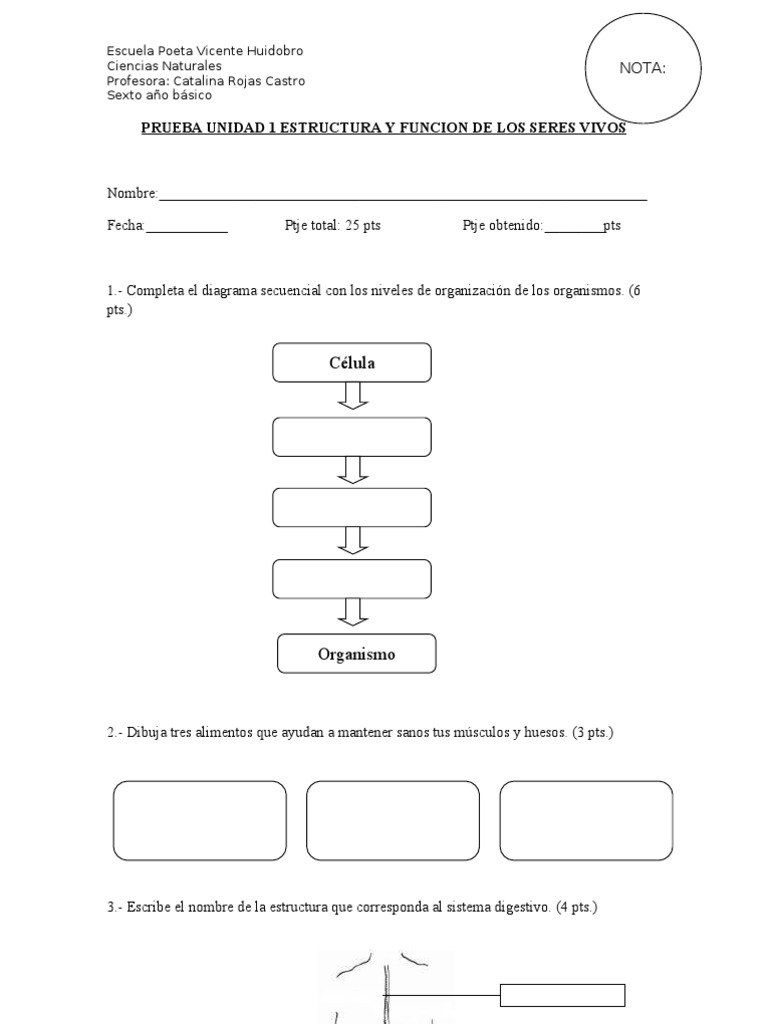 Prueba Unidad 1 Estructura y Funcion de Los Seres Vivos | PDF