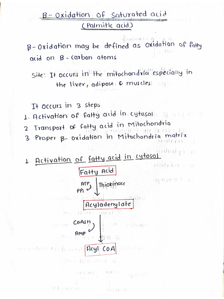 Beta Oxidation of Saturated Acid Palmitic Acid Biochemistry Bpharmacy | PDF