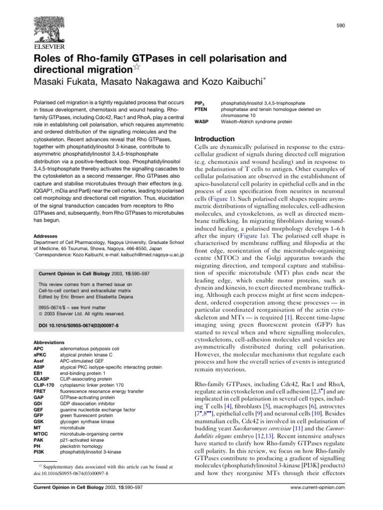 Rho-Family GTPases in Cell Polarisation and Directional Migration | PDF ...