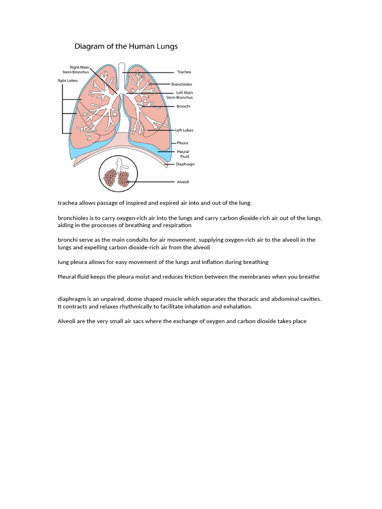 Lungs | PDF