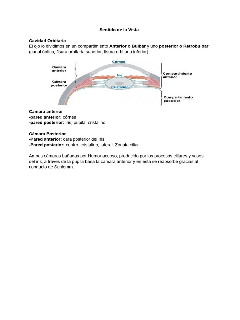 Organos de Los Sentidos, Sentido de La Vista | PDF | Ojo humano ...