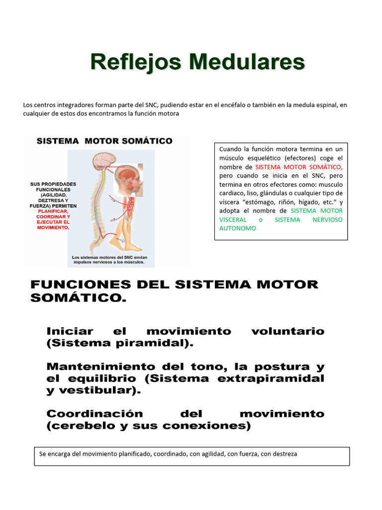 Clase 6 Reflejos | PDF | Neurona motora | Músculo