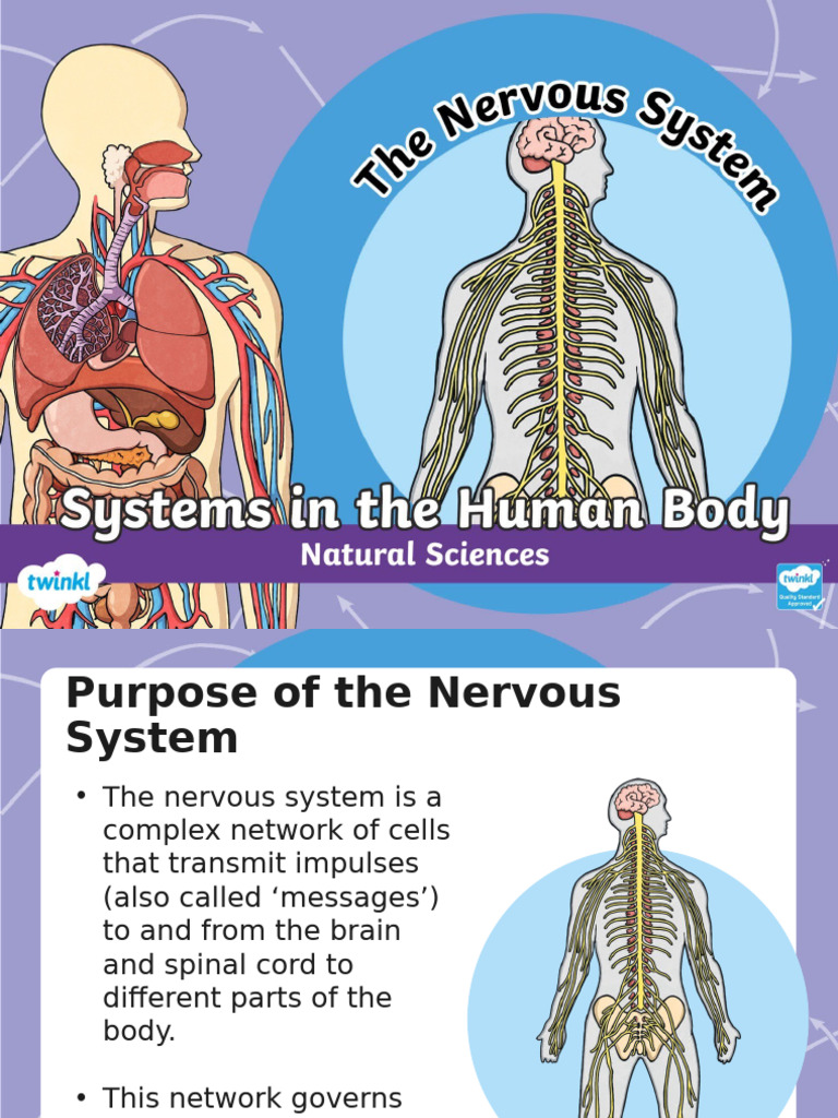 Za NST 1642788380 Systems in The Human Body Nervous System Powerpoint ...