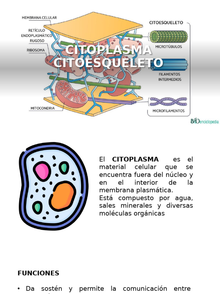 Citoplasma, Citoesqueleto y Nucleo Celular | PDF | Nucleo celular ...