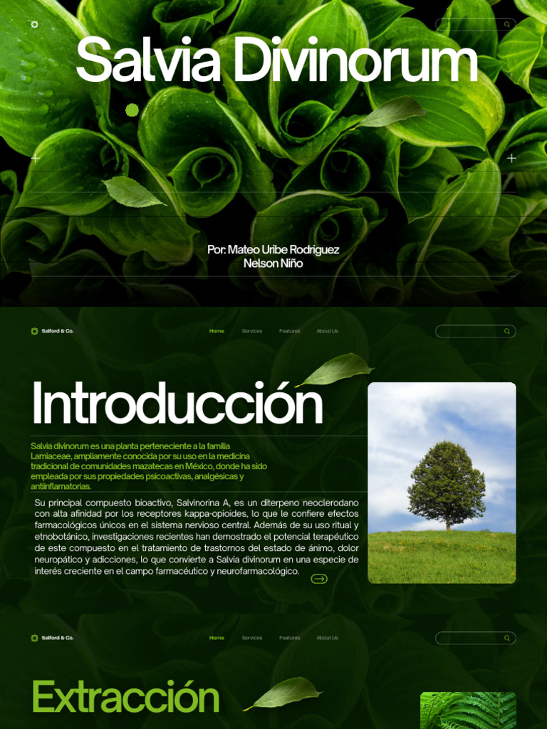 Propiedades y extracción de Salvia divinorum | PDF