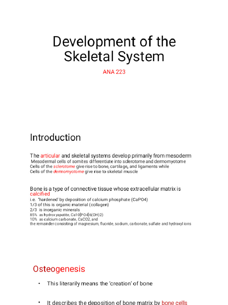 ANA 221. Development of The Skeletal System - Phoenix | PDF