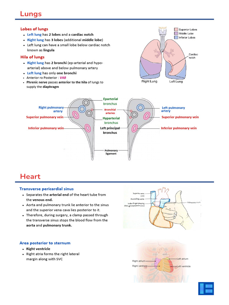 Anatomy of Pulmonary and Coronary Structures | PDF | Atrium (Heart) | Heart