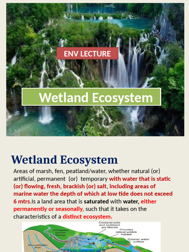 Understanding Wetland Ecosystems and Benefits | PDF | Wetland ...