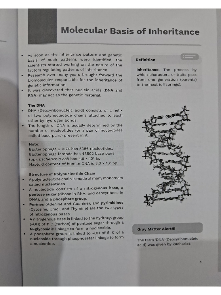 Molecular Basis of Inheritance | PDF