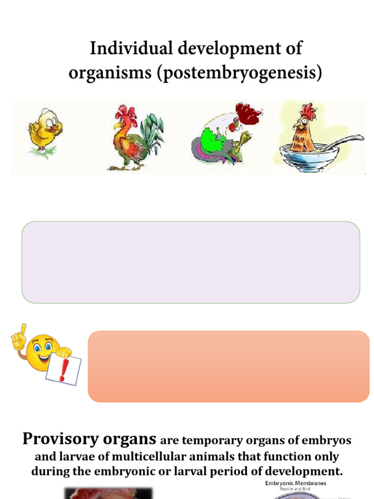 Individual Development of Organisms (Postembryogenesis) Presentation ...
