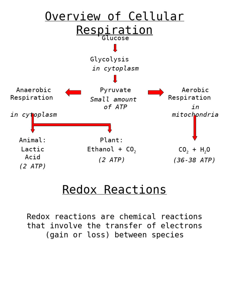 Cell Respiration HL | PDF | Cellular Respiration | Adenosine Triphosphate