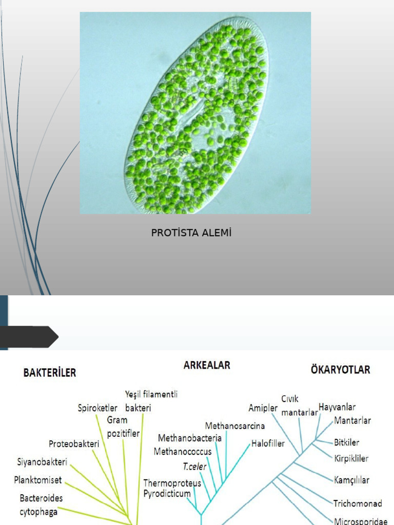 Protista | PDF