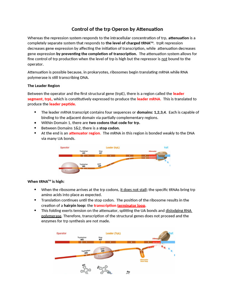 Mechanism of trp Operon Attenuation | PDF