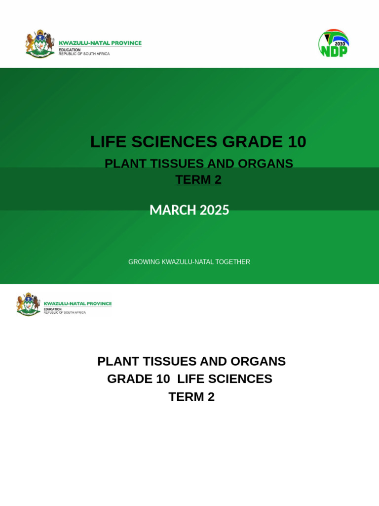 Grade 10 JIT Terms 1&2 Plant Tissues & Organs | PDF