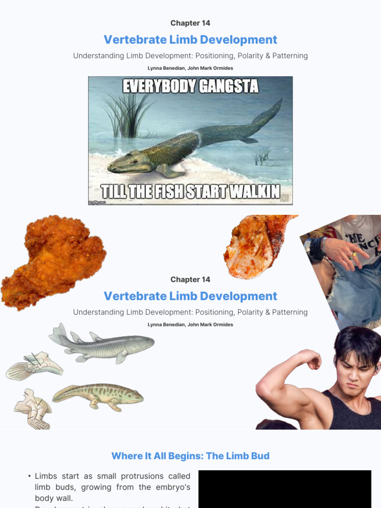 Vertebrate Limb Development Insights | PDF | Developmental Biology ...