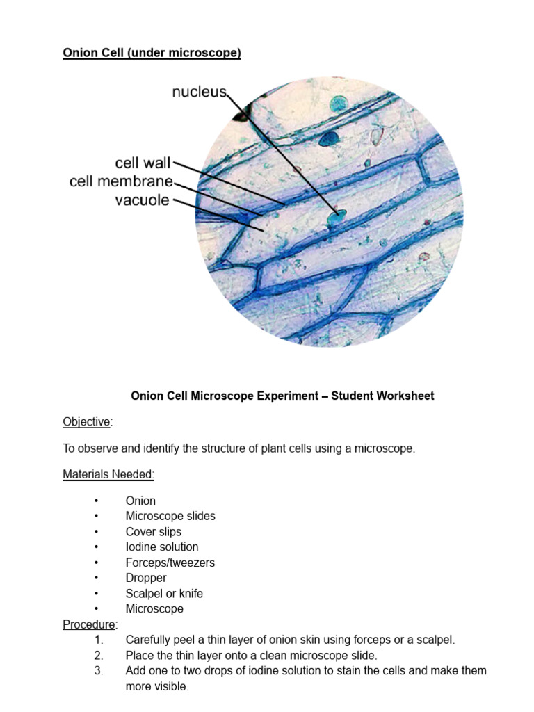 Onion Cell (Under Microscope) Science Experiment Grade 6 and 7 | PDF ...