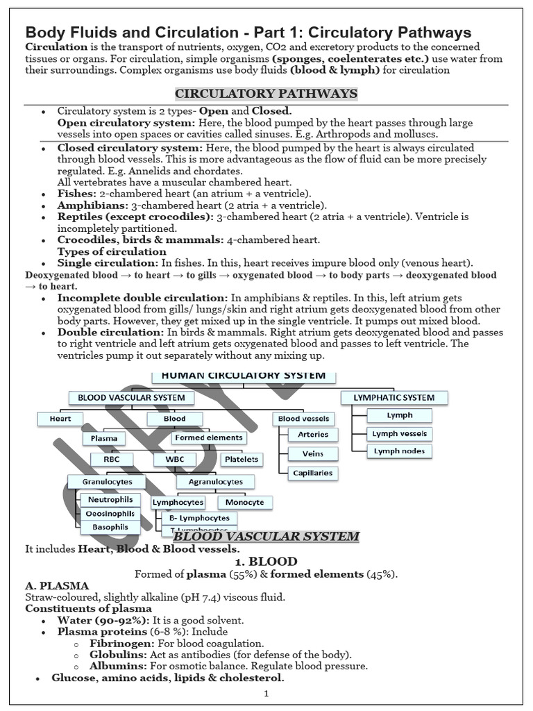 Body Fluids and Circulation Chapter 18 | PDF | Atrium (Heart ...