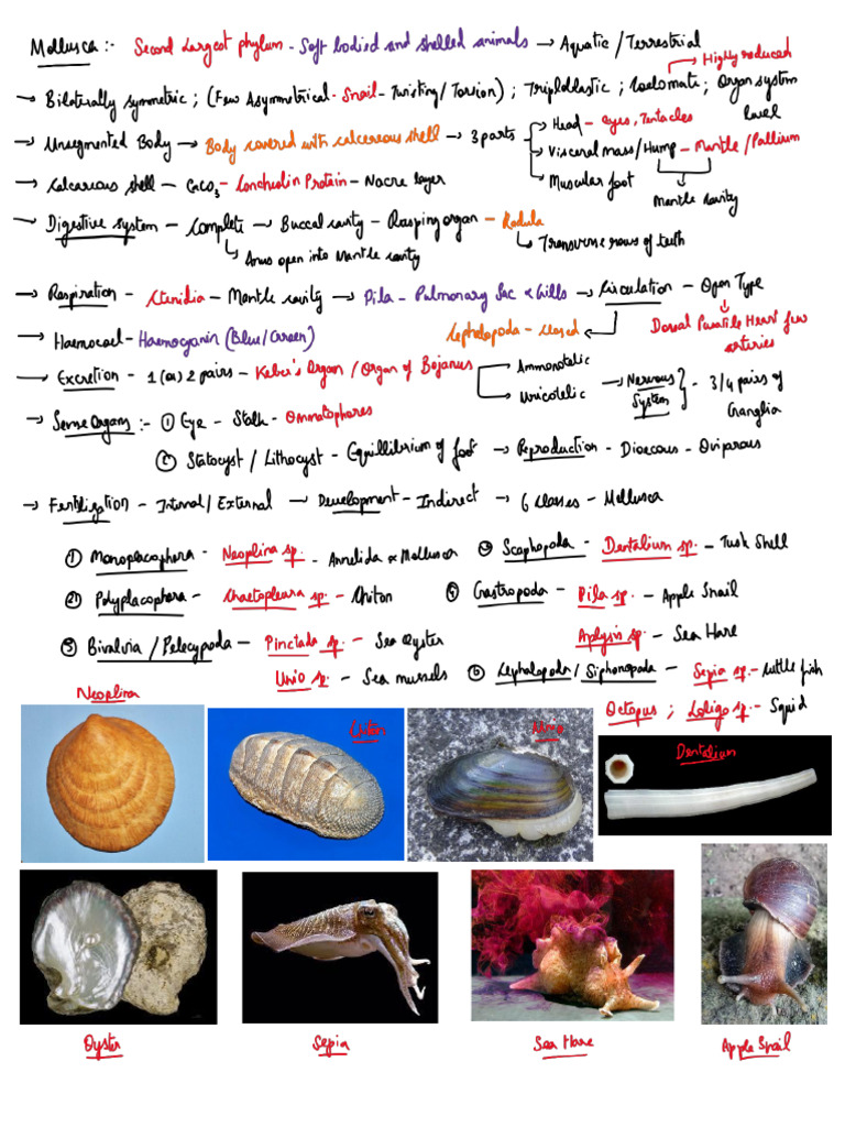 Mollusca Echinodermata Hemichordata | PDF