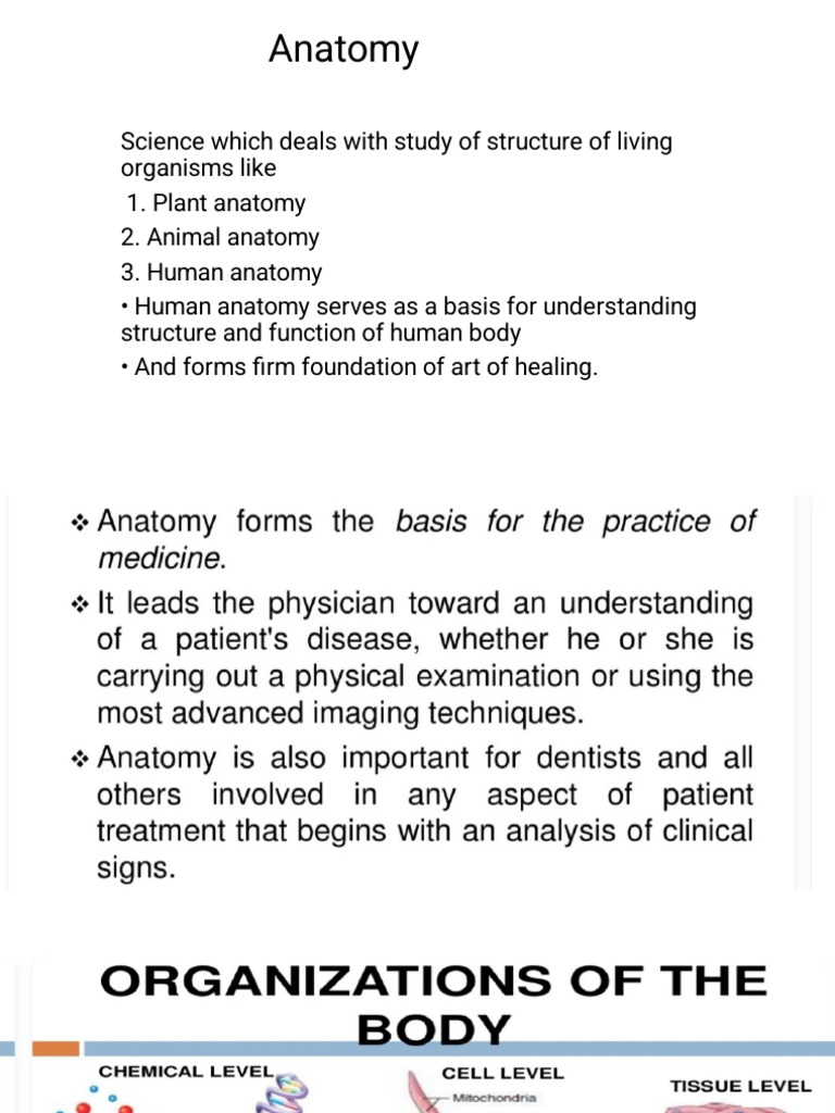 Anatomy | PDF