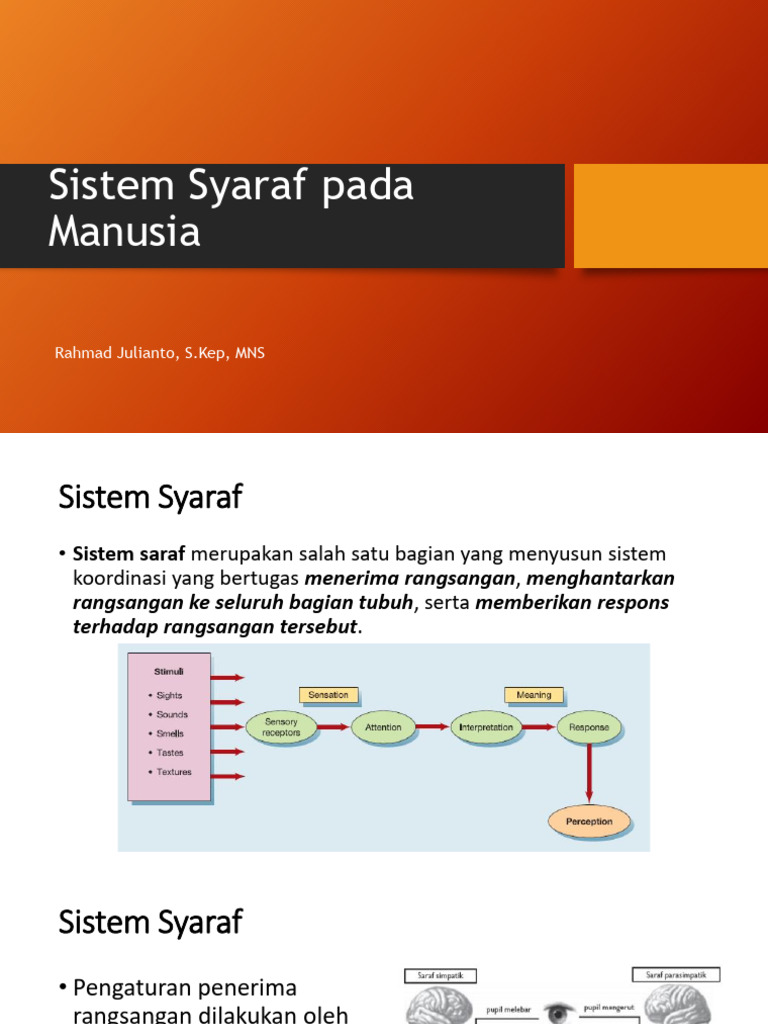 Sistem Saraf Manusia: Fungsi & Struktur | PDF