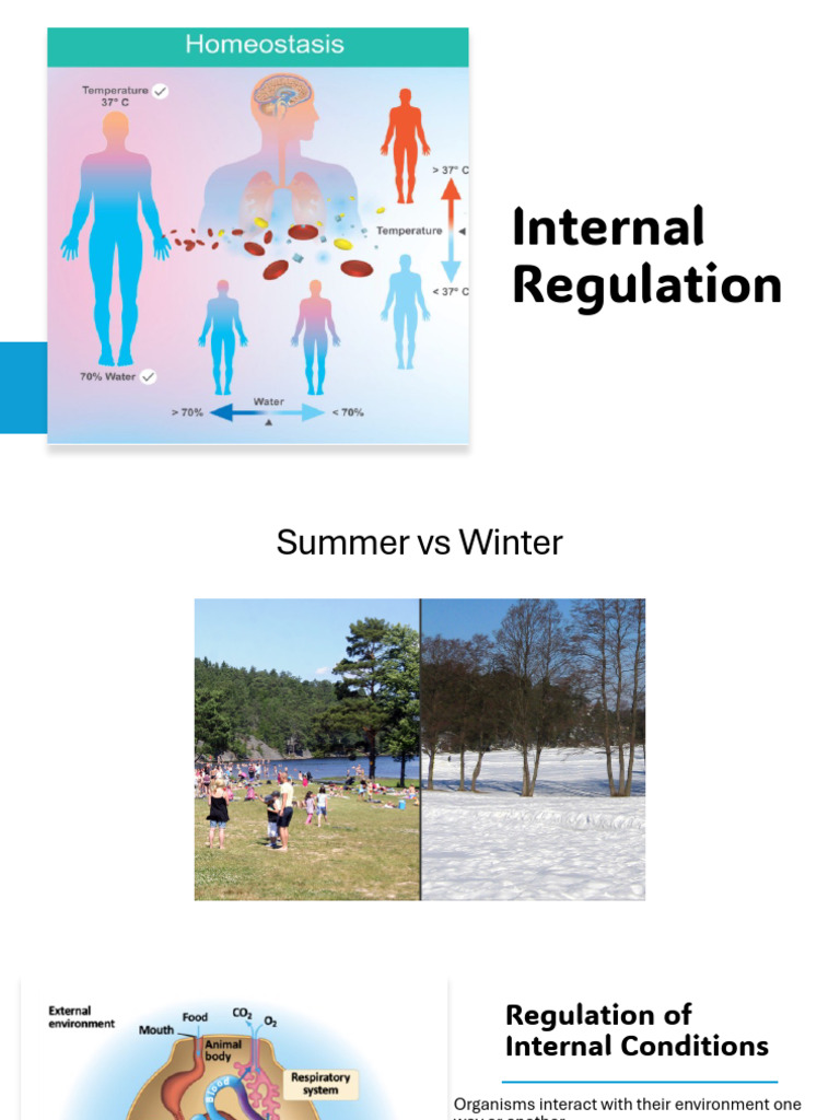 Homeostasis and Thermoregulation in Animals | PDF | Urinary System ...