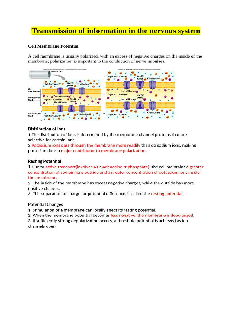 Nervous System Information Transmission | PDF | Synapse | Chemical Synapse
