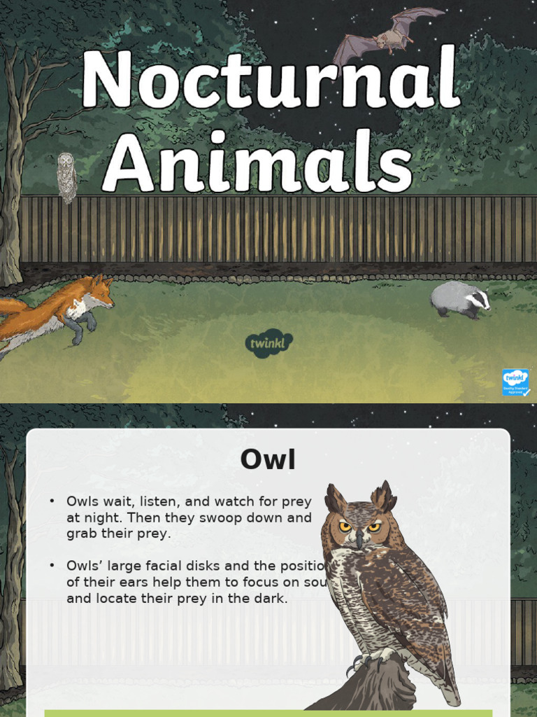 Us2 S 204 Nocturnal Animals Powerpoint English Ver 1 | PDF