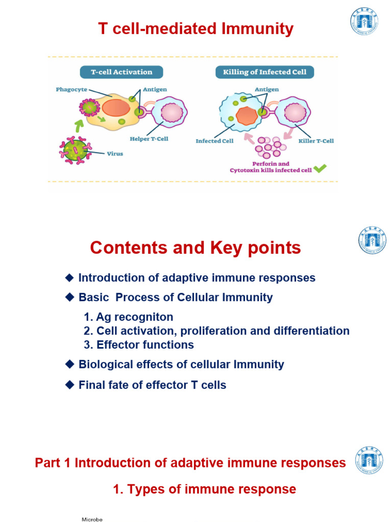 T cell mediated immunity immunology | PDF | Immune System | Adaptive ...