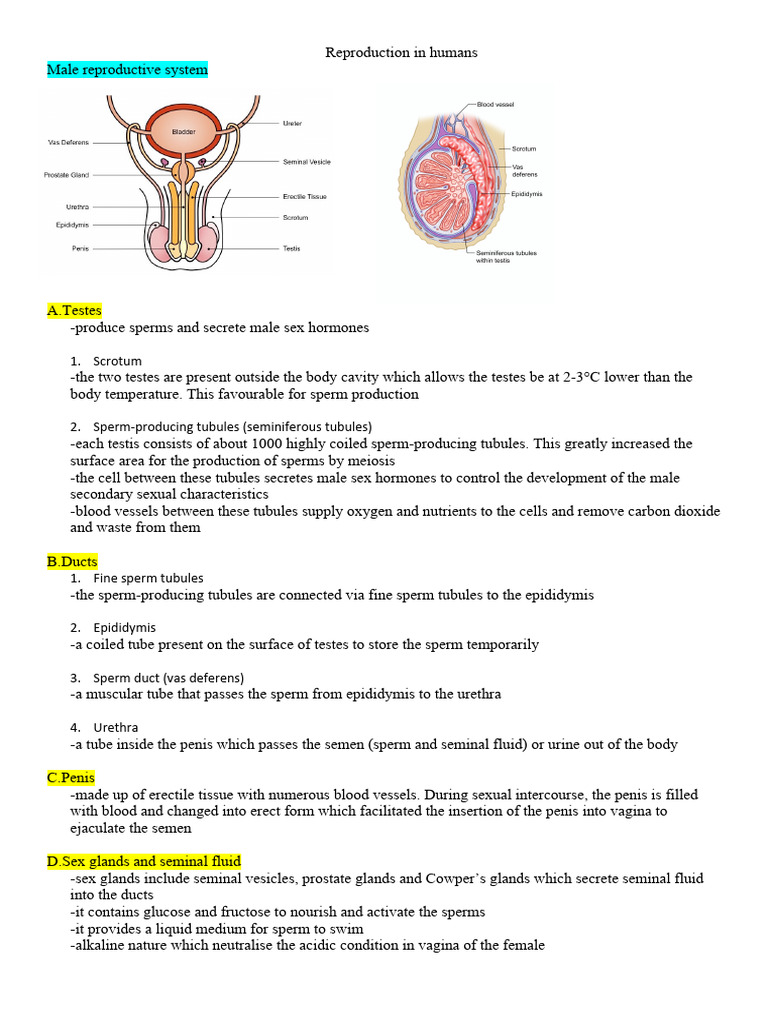 Reproduction in Humans | PDF | Menstrual Cycle | Testicle