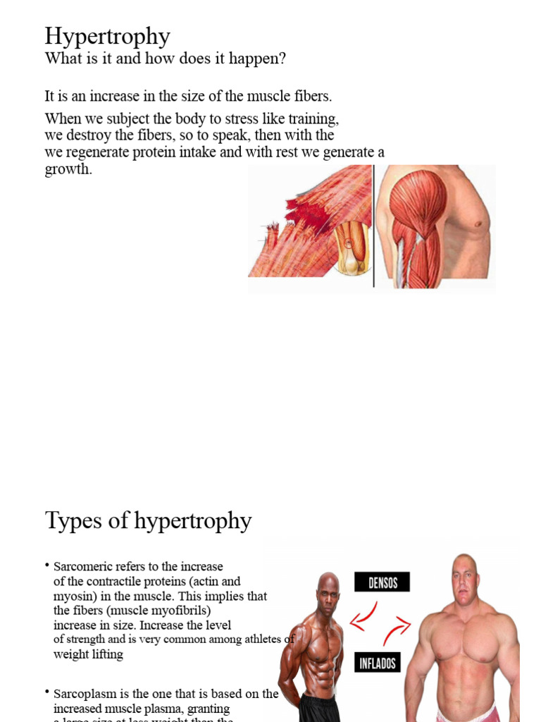 Hypertrophy | PDF | Skeletal Muscle | Muscle Hypertrophy