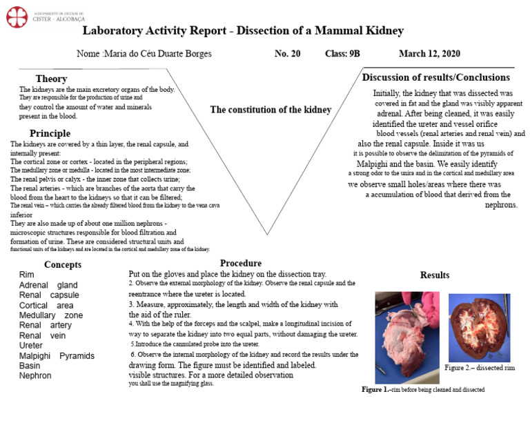Report - Dissection of A Kidney | PDF | Kidney | Morphology (Biology)