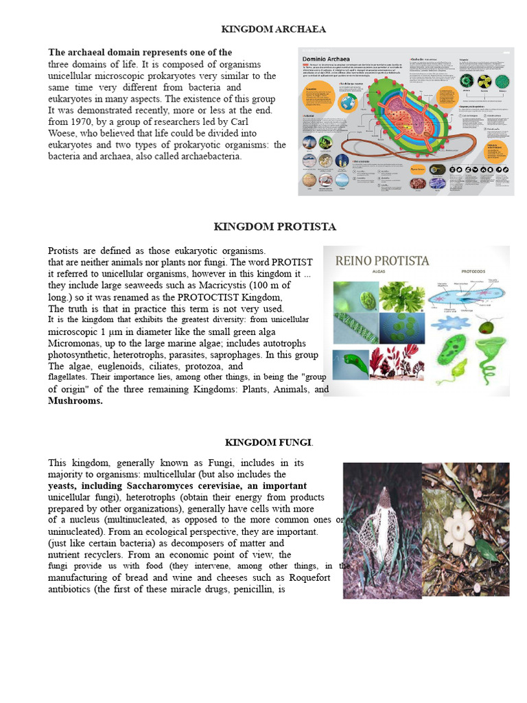 Kingdom Archaea | PDF | Invertebrate | Zoology