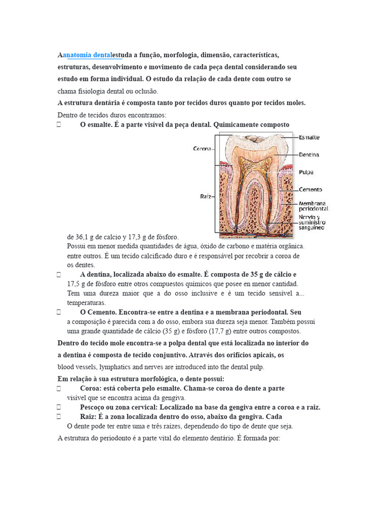 Anatomia e Funções dos Dentes | PDF | Odontologia | Dente humano