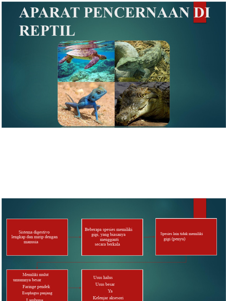 Sistem Pencernaan Pada Reptil | PDF