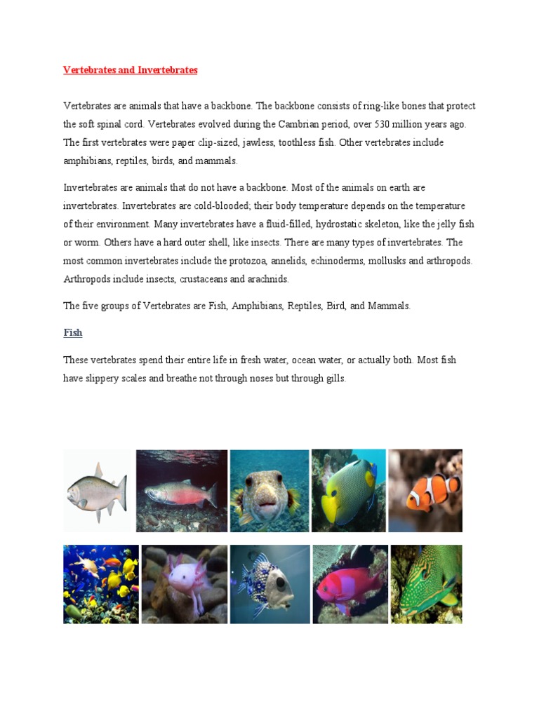 Science-Vertebrates and Invertebrates | PDF | Amphibian | Invertebrate