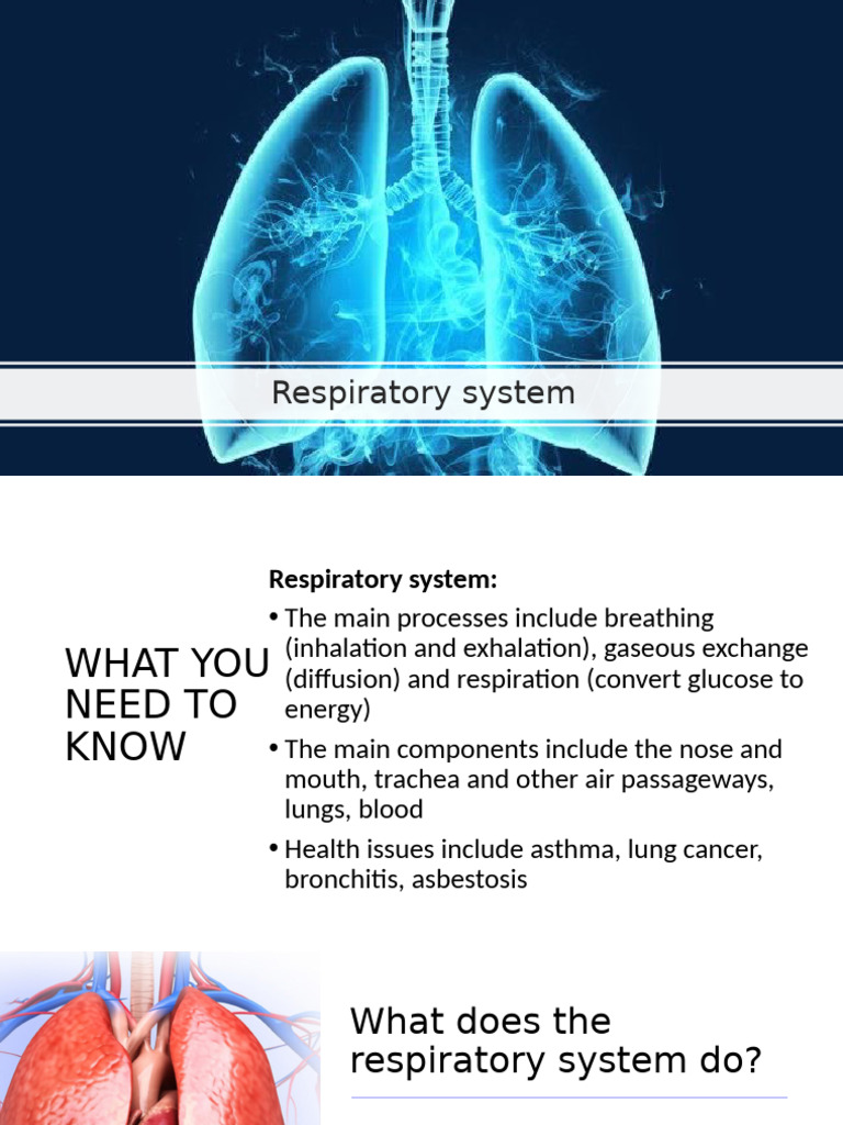 6 Respiratory System | PDF | Respiratory System | Lung