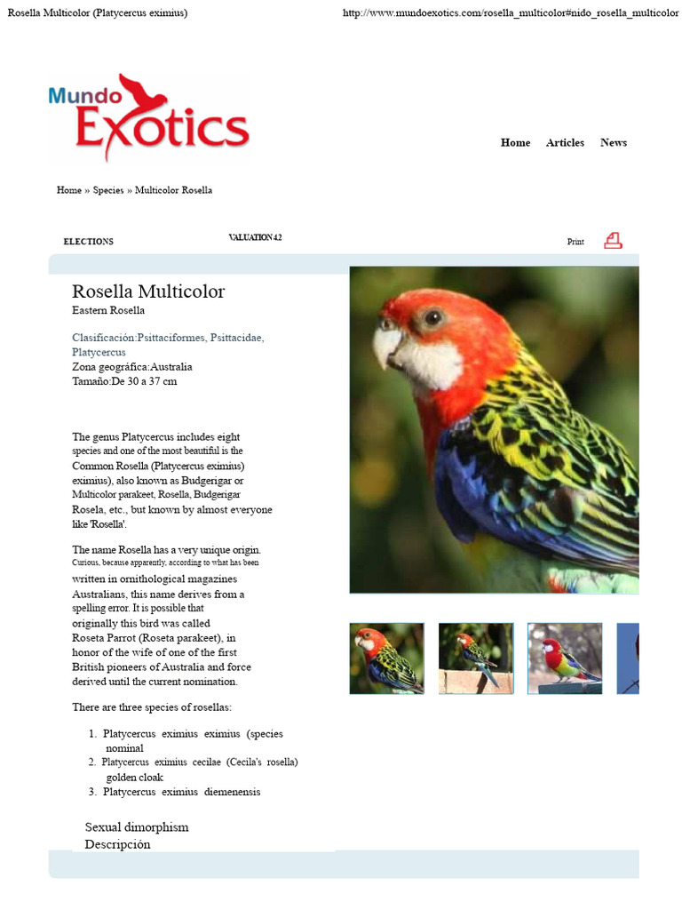 Rosella Multicolor (Platycercus eximius).pdf | PDF | Parrot | Birds