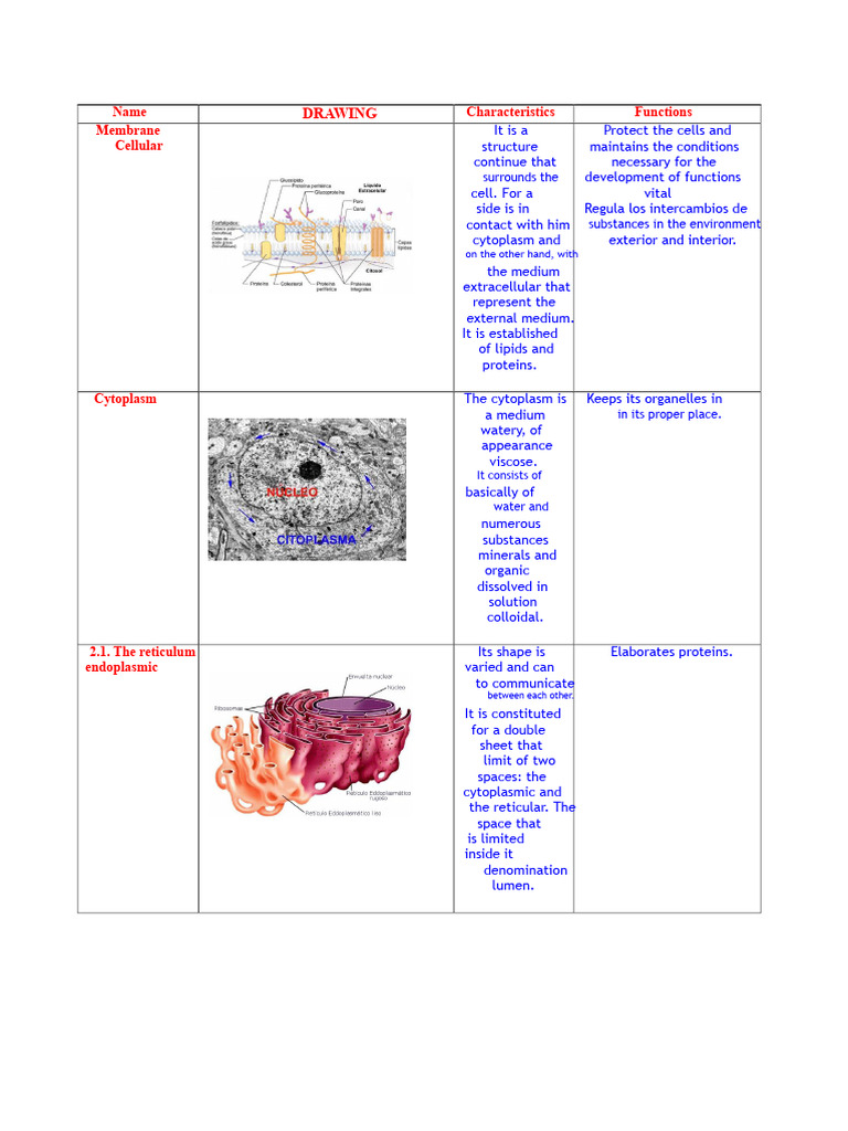 Cell Structure Chart | PDF | Cell (Biology) | Cytoplasm